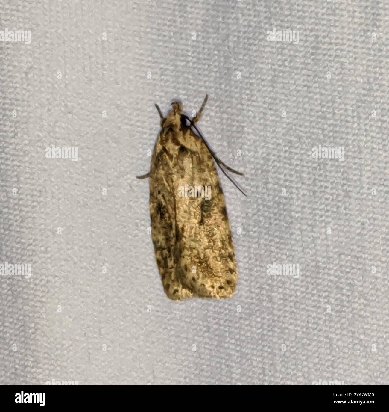 Canadian Agonopterix Moth (Agonopterix canadensis) Insecta Stock Photo ...