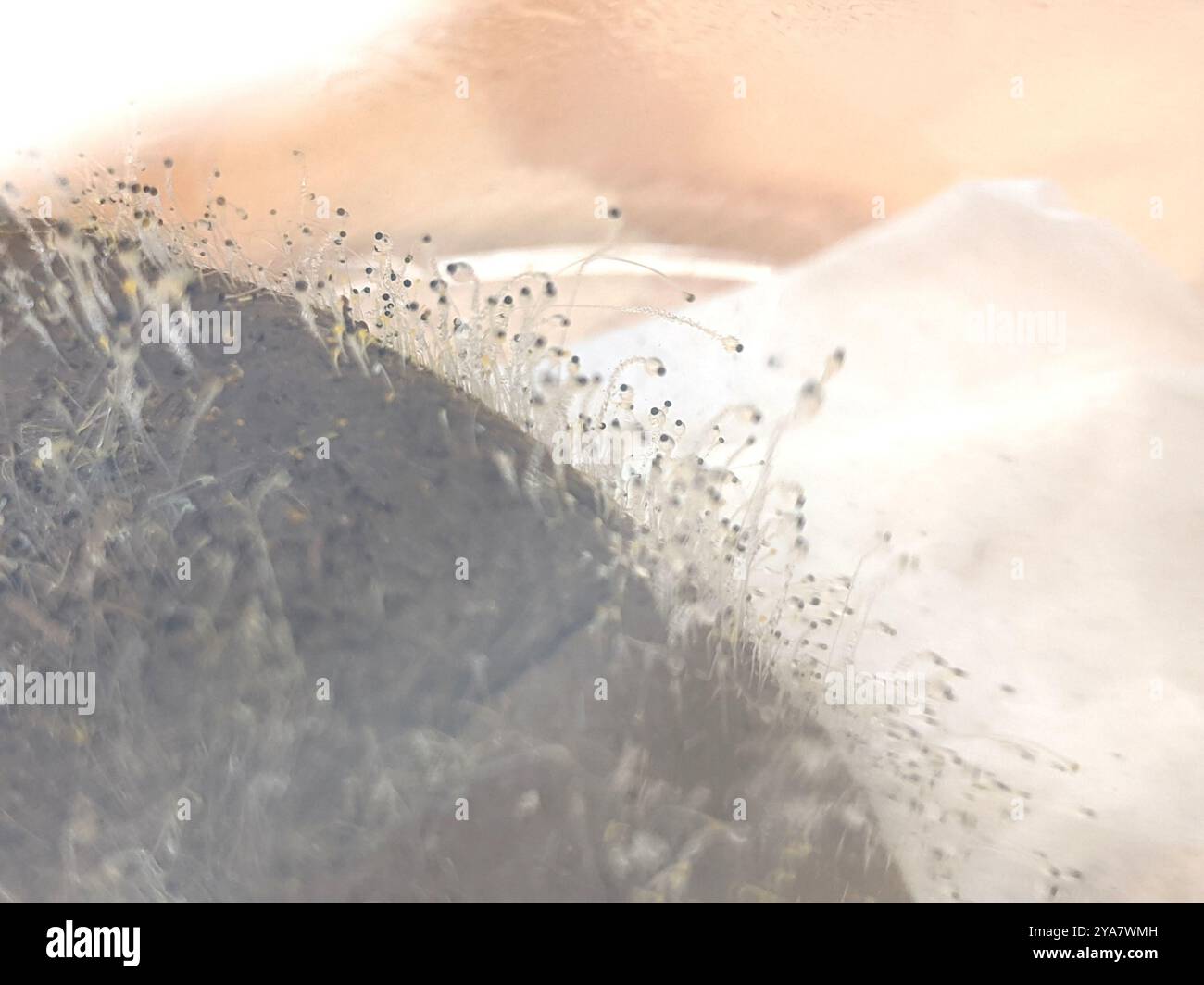 Pilobolus fungi hi-res stock photography and images - Alamy