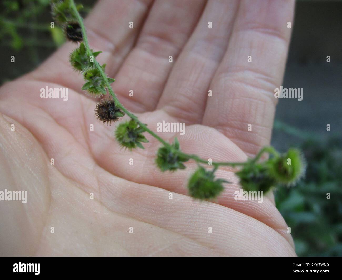 virginia stickseed (Hackelia virginiana) Plantae Stock Photo - Alamy