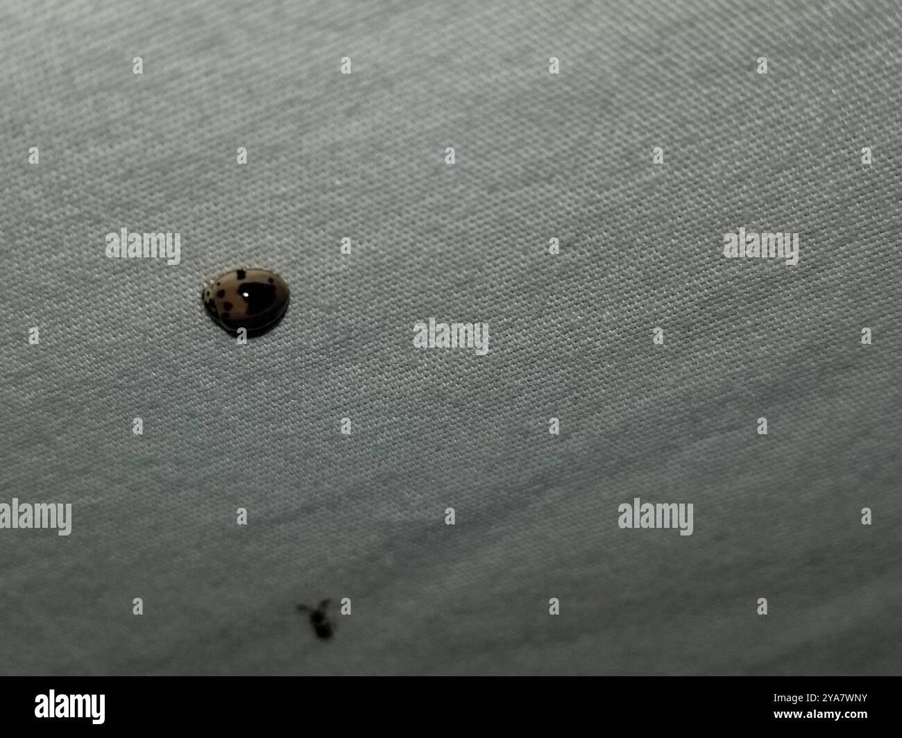 Ashy gray lady beetle hi-res stock photography and images - Alamy