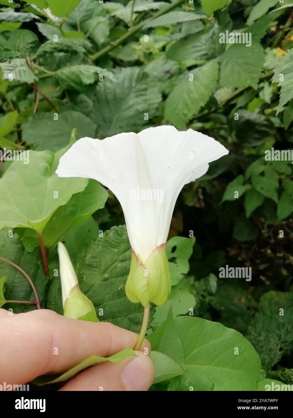 large bindweed (Calystegia silvatica) Plantae Stock Photo - Alamy