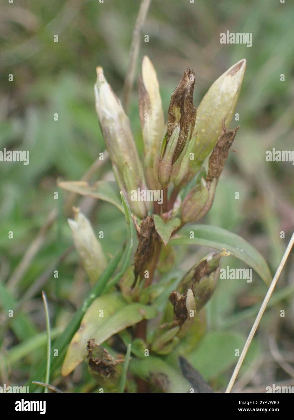 (Gentianella amarella amarella) Plantae Stock Photo - Alamy