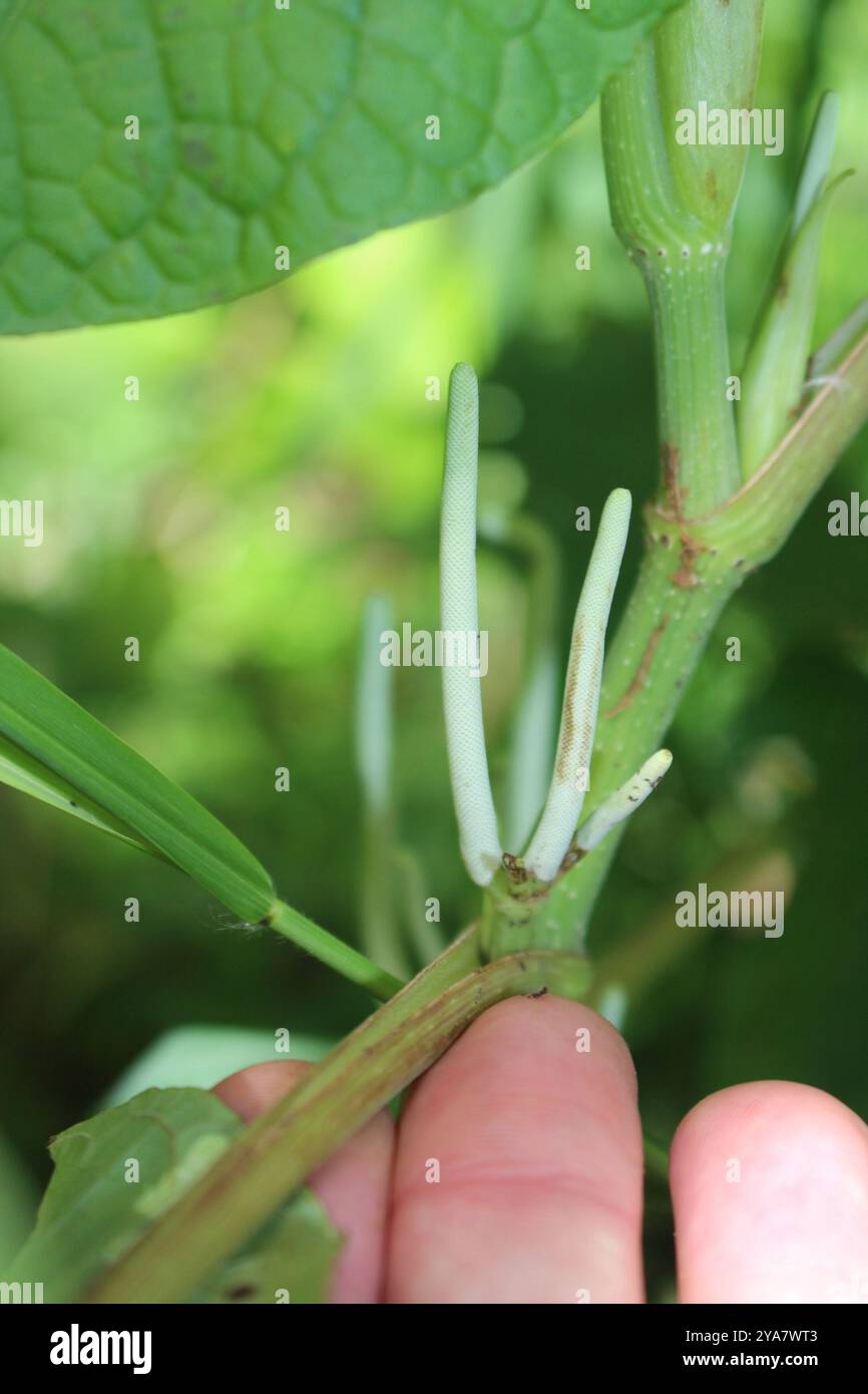 pariparoba (Piper umbellatum) Plantae Stock Photo - Alamy