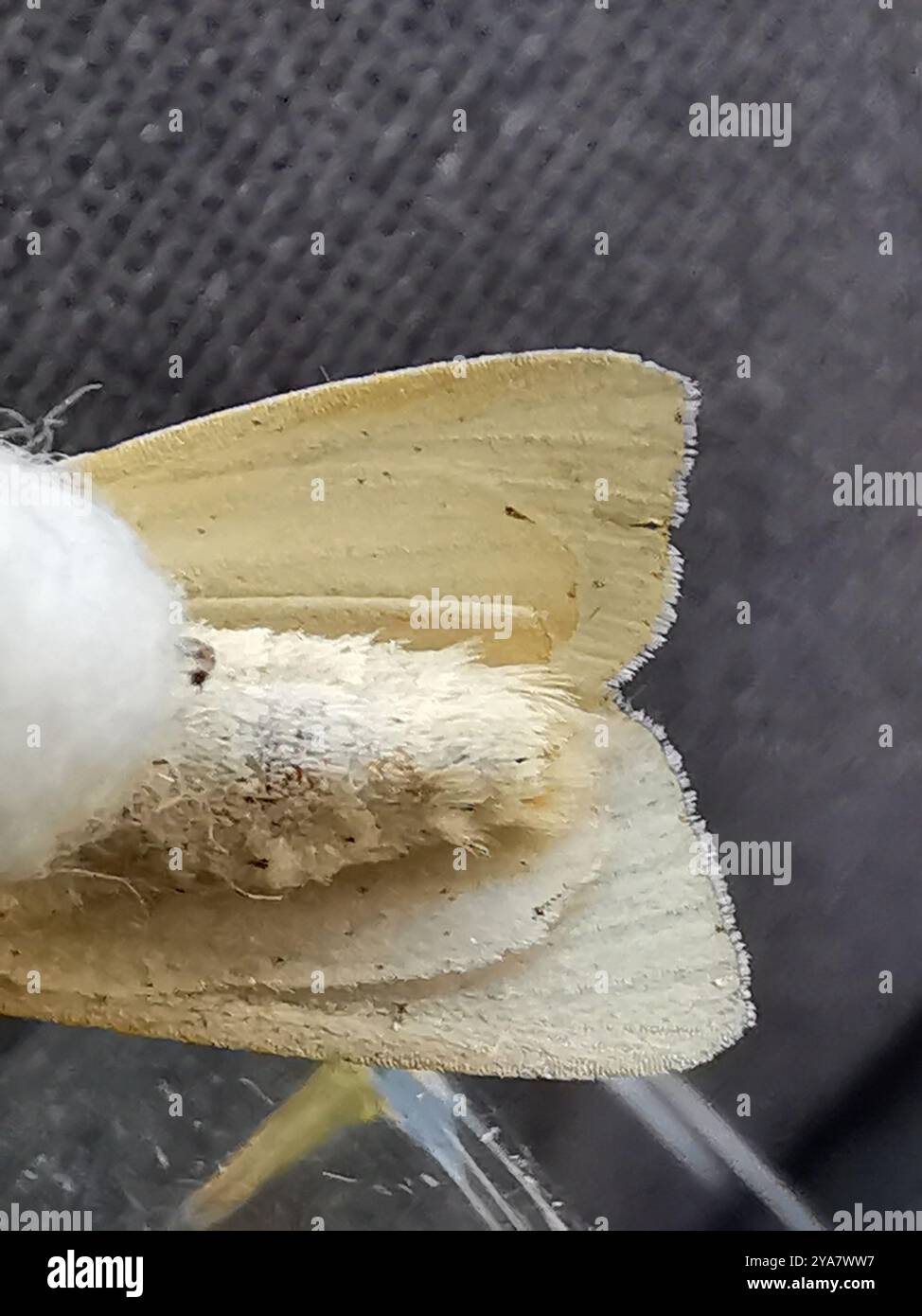 Common Wainscot (Mythimna pallens) Insecta Stock Photo - Alamy