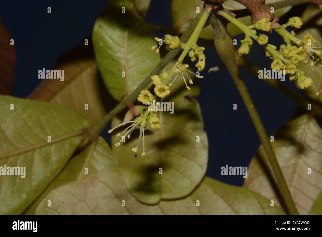 Ceylon Oak (Schleichera oleosa) Plantae Stock Photo - Alamy