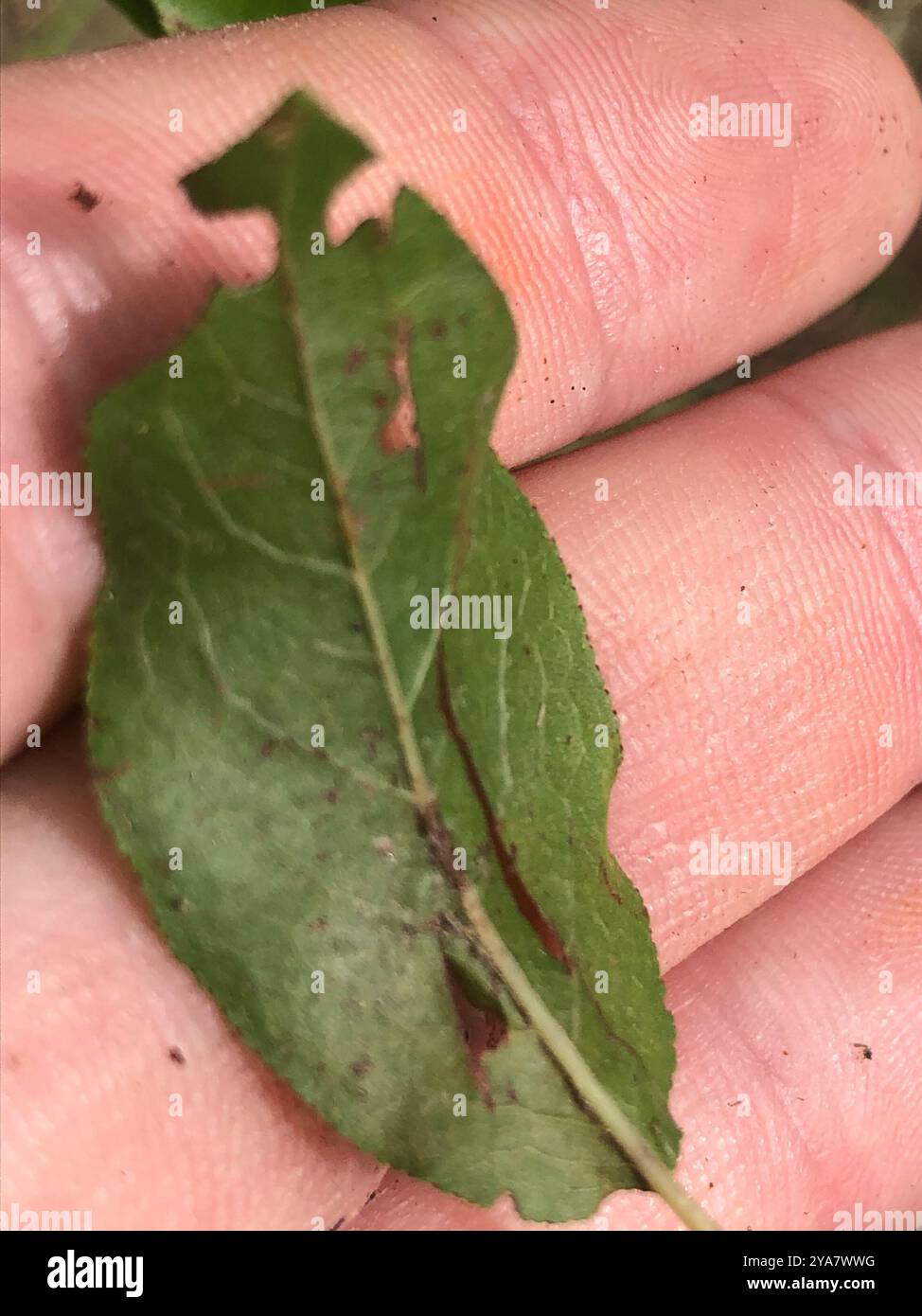 Chickasaw plum (Prunus angustifolia) Plantae Stock Photo - Alamy