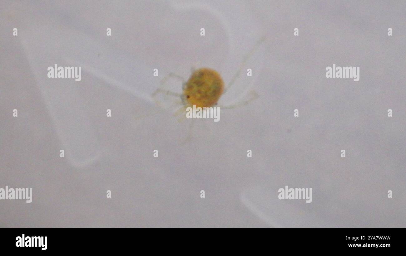 Hydrachnidia hi-res stock photography and images - Alamy