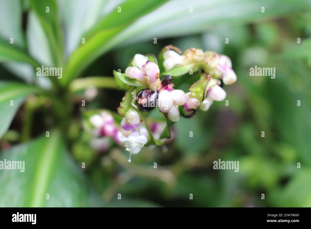 Cohitre Blanco (Tradescantia zanonia) Plantae Stock Photo - Alamy