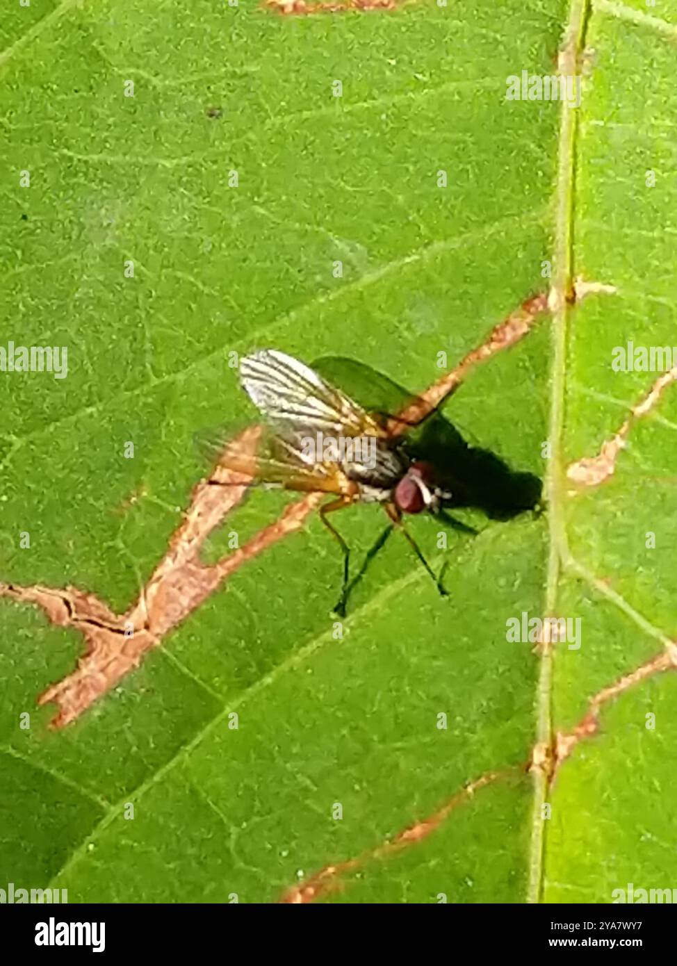 Root-maggot Flies (Anthomyiidae) Insecta Stock Photo - Alamy