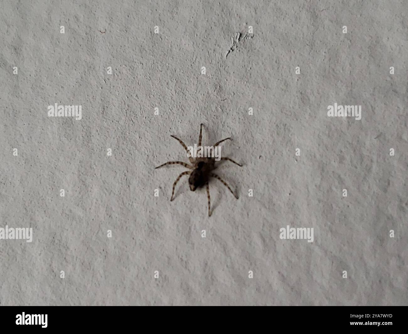 Oecobius navus hi-res stock photography and images - Alamy