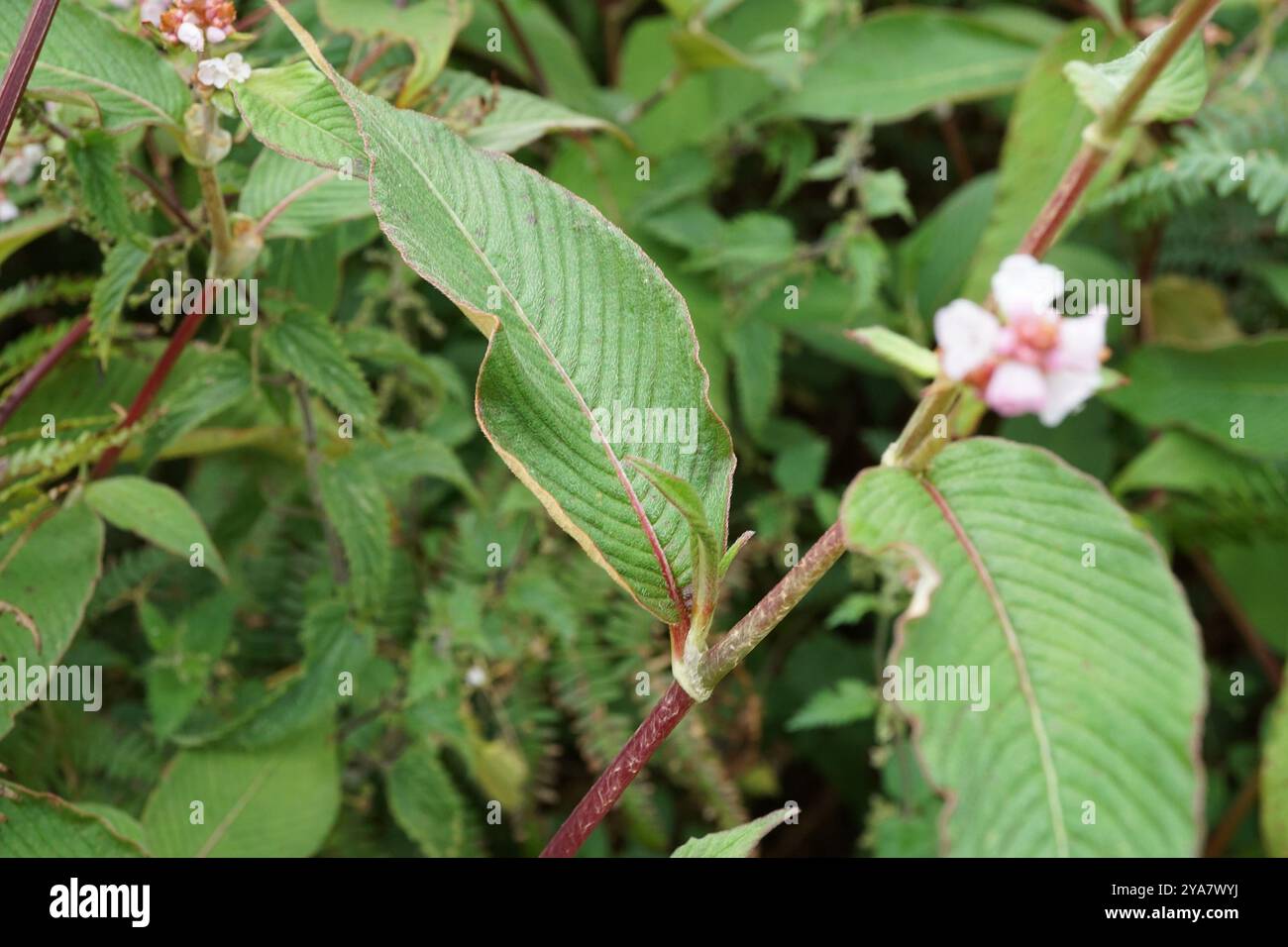 Lesser Knotweed (Koenigia campanulata) Plantae Stock Photo - Alamy
