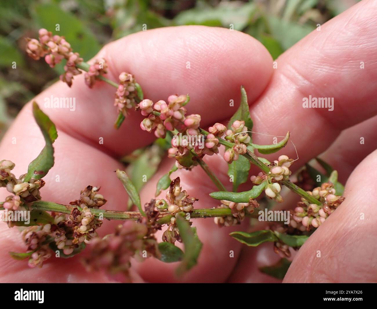 Clustered Dock (Rumex conglomeratus) Plantae Stock Photo - Alamy