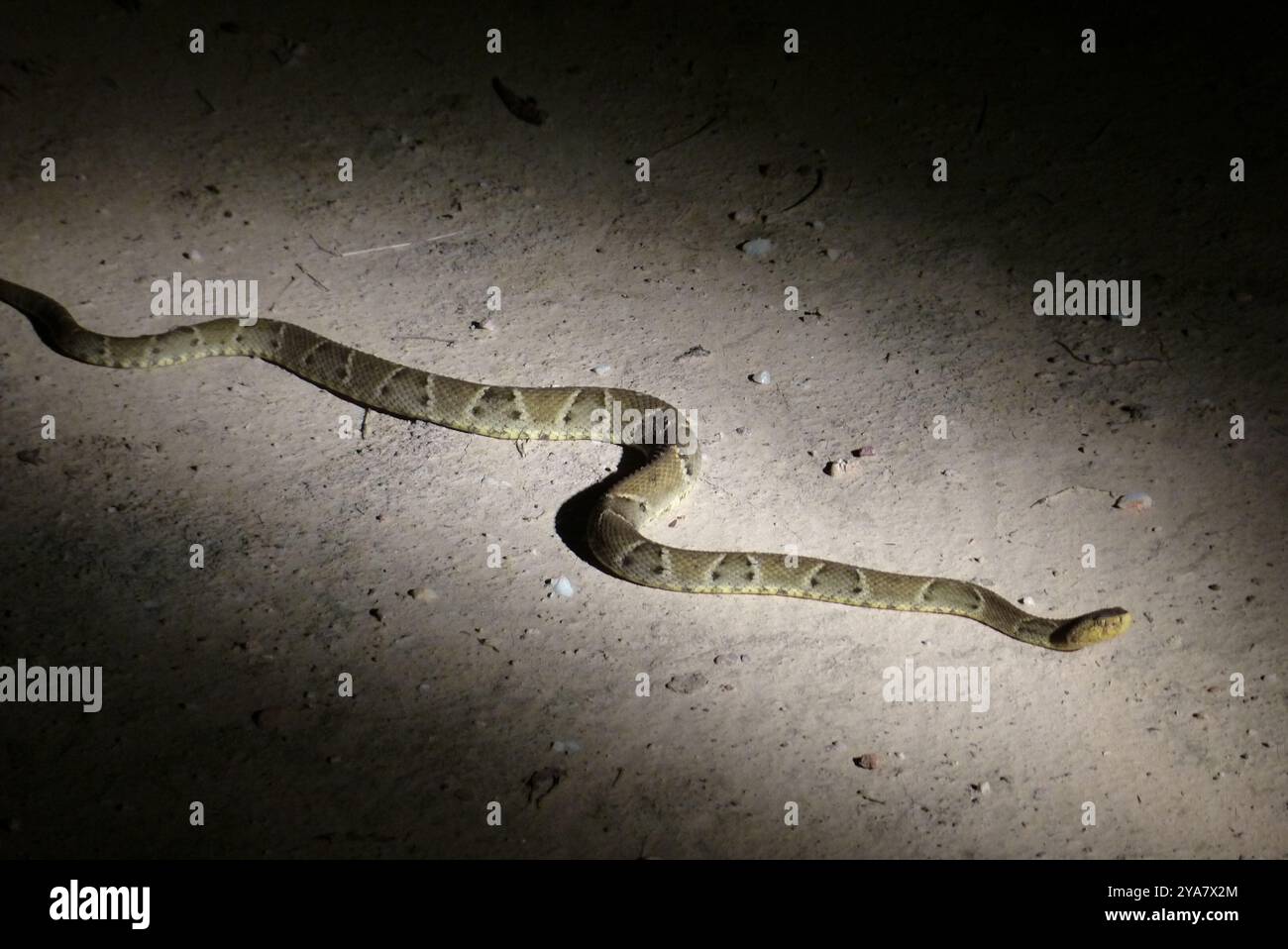 Bothrops moojeni hi-res stock photography and images - Alamy