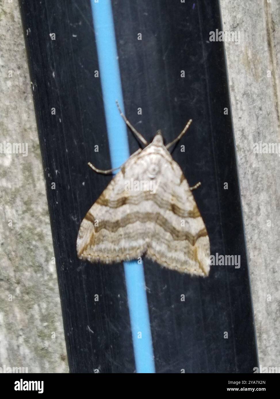 Treble Bar (Aplocera plagiata) Insecta Stock Photo - Alamy