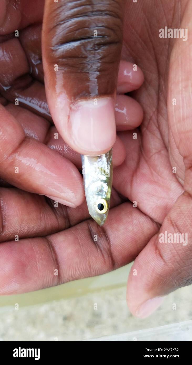 Atlantic Silverside (Menidia menidia) Actinopterygii Stock Photo - Alamy
