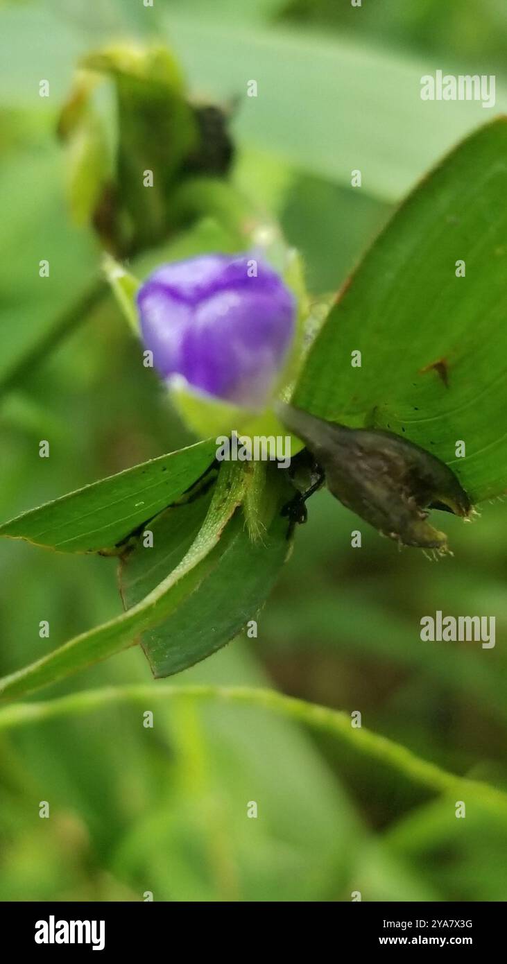 Zigzag Spiderwort (Tradescantia subaspera) Plantae Stock Photo - Alamy