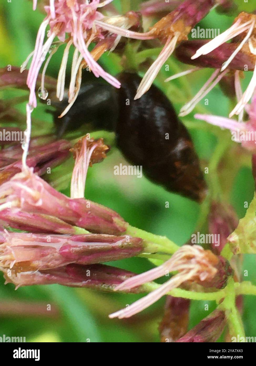 Mountain Bulin (Ena montana) Mollusca Stock Photo - Alamy