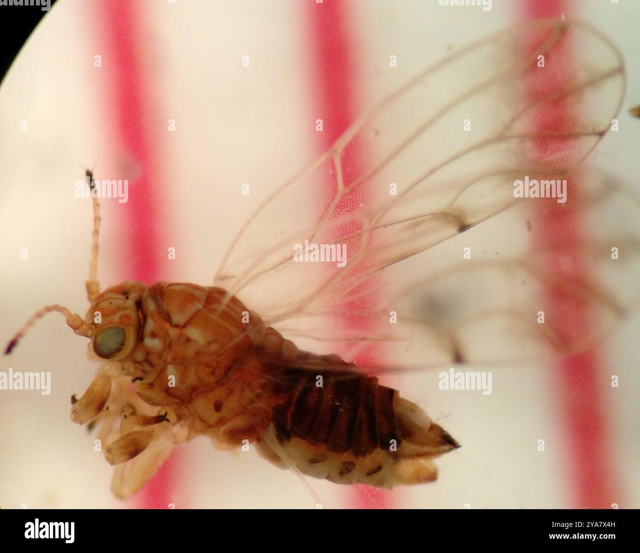 jumping plant lice (Psyllidae) Insecta Stock Photo - Alamy