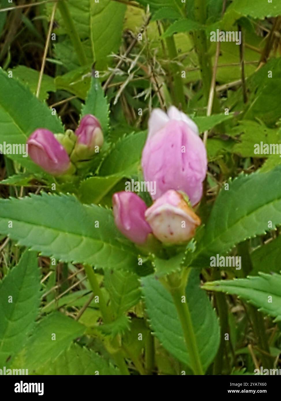pink turtlehead (Chelone lyonii) Plantae Stock Photo - Alamy