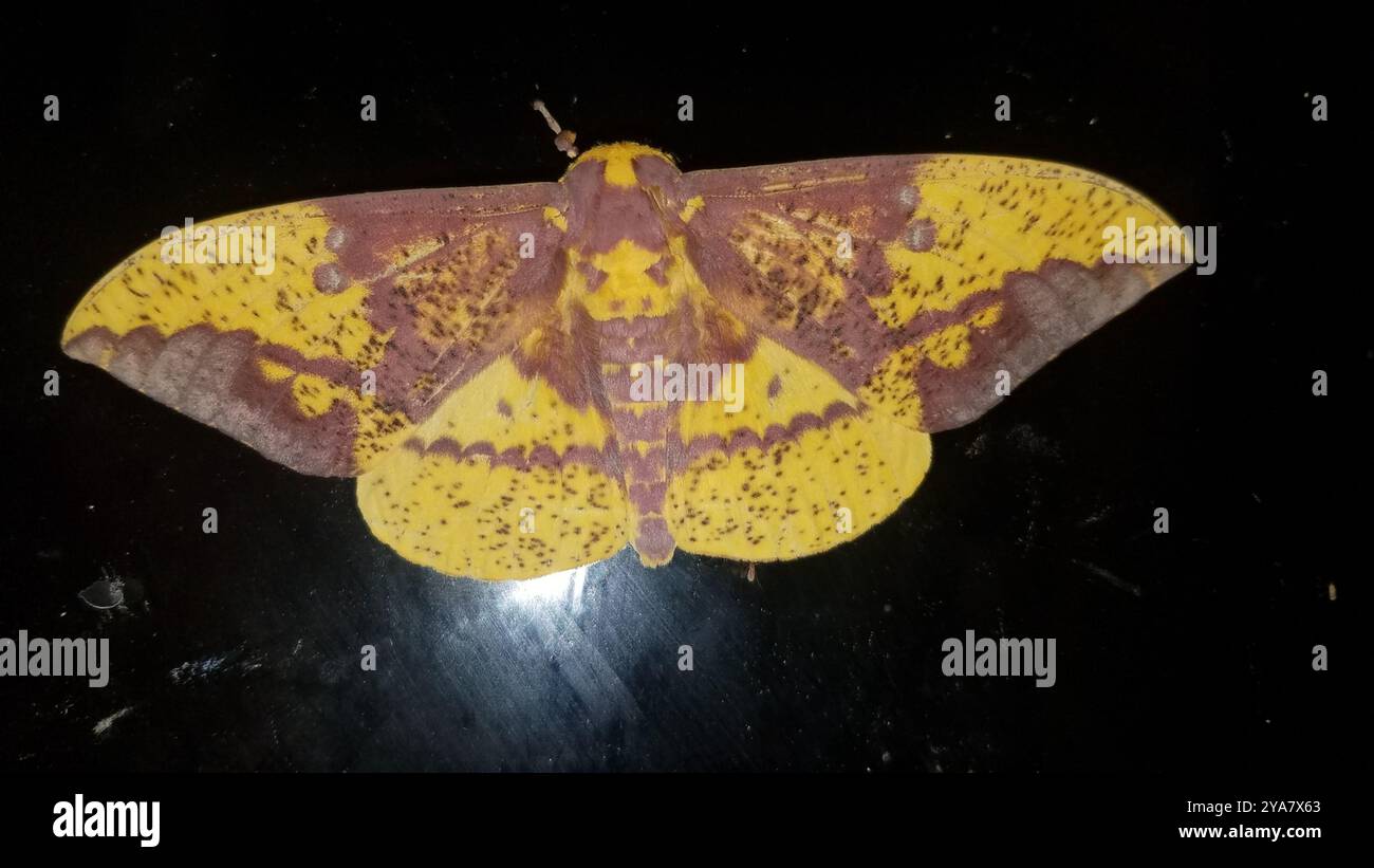 Imperial Moth (Eacles imperialis) Insecta Stock Photo - Alamy