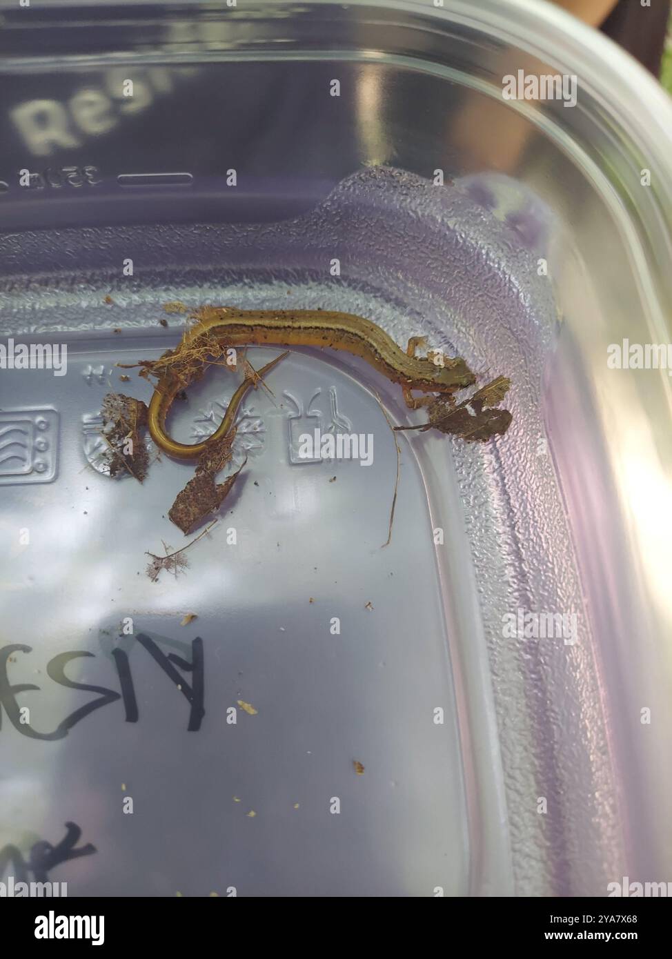 Northern Two-lined Salamander (Eurycea bislineata) Amphibia Stock Photo ...