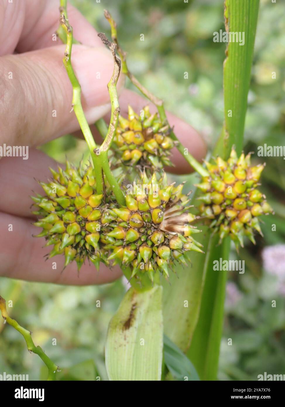 Branched Bur-reed (Sparganium erectum) Plantae Stock Photo - Alamy