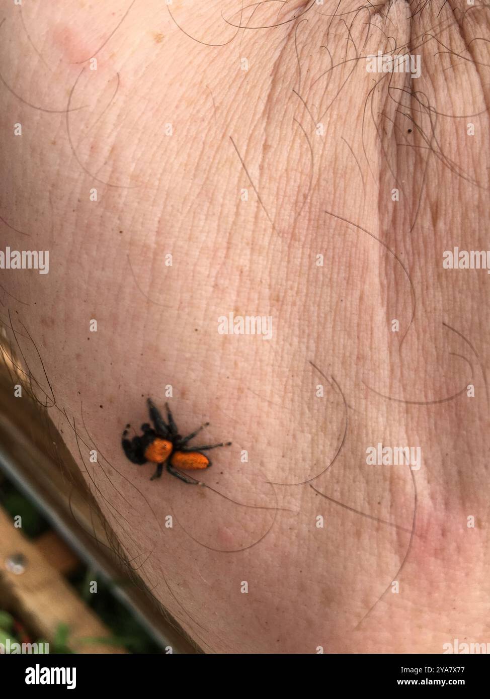 Cardinal Jumping Spider (Phidippus cardinalis) Arachnida Stock Photo ...