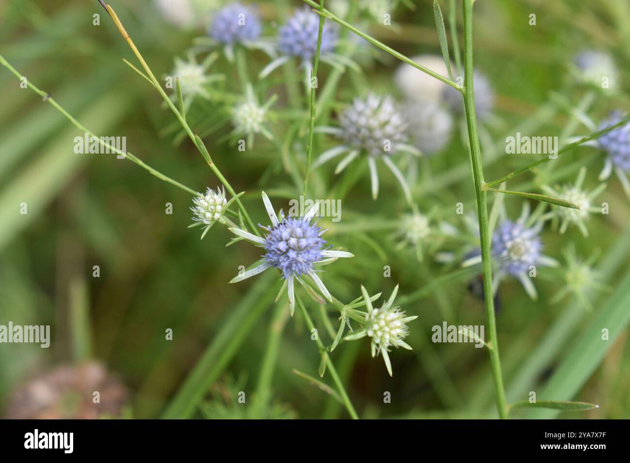 blueflower eryngo (Eryngium integrifolium) Plantae Stock Photo - Alamy