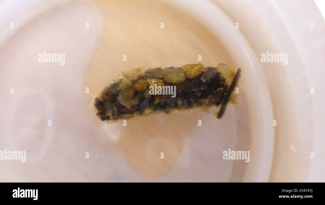 Stonecase Caddisflies (Uenoidae) Insecta Stock Photo - Alamy