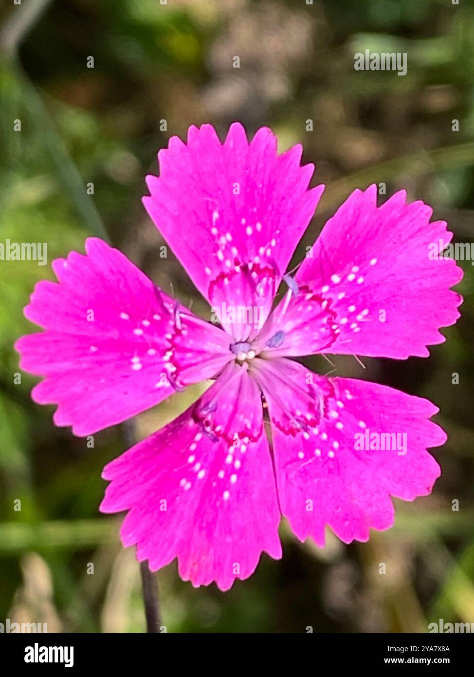 Maiden Pink (Dianthus deltoides) Plantae Stock Photo - Alamy