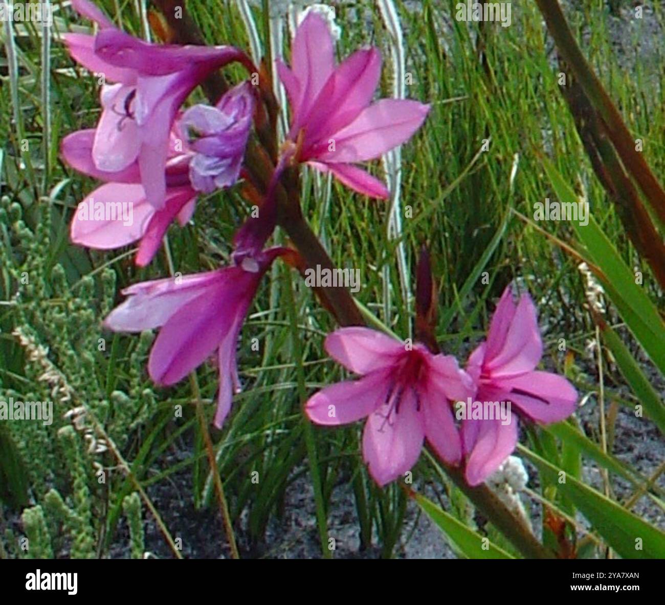 Bugle-lily (Watsonia borbonica) Plantae Stock Photo - Alamy
