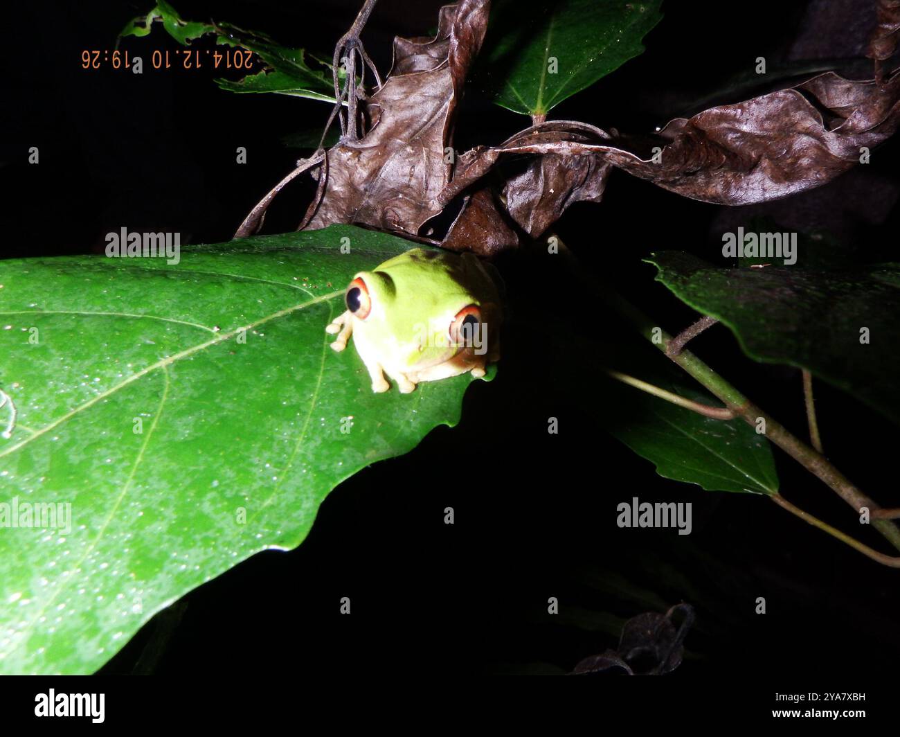 Natal Forest Tree Frog (Leptopelis natalensis) Amphibia Stock Photo - Alamy