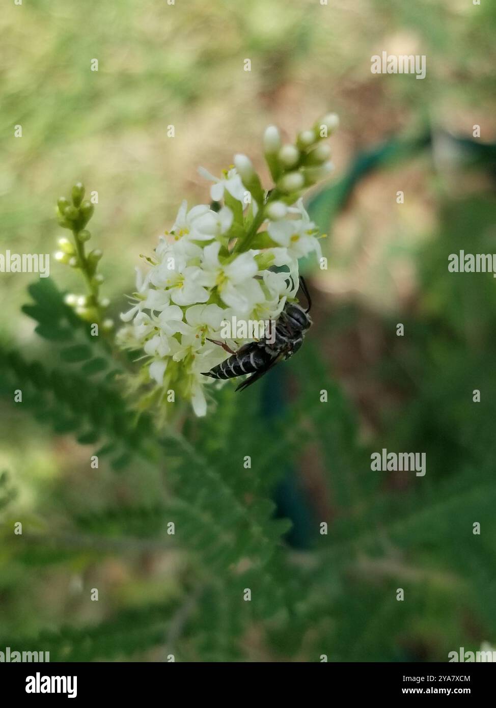 Say's Cuckoo Leafcutter Bee (Coelioxys sayi) Insecta Stock Photo - Alamy
