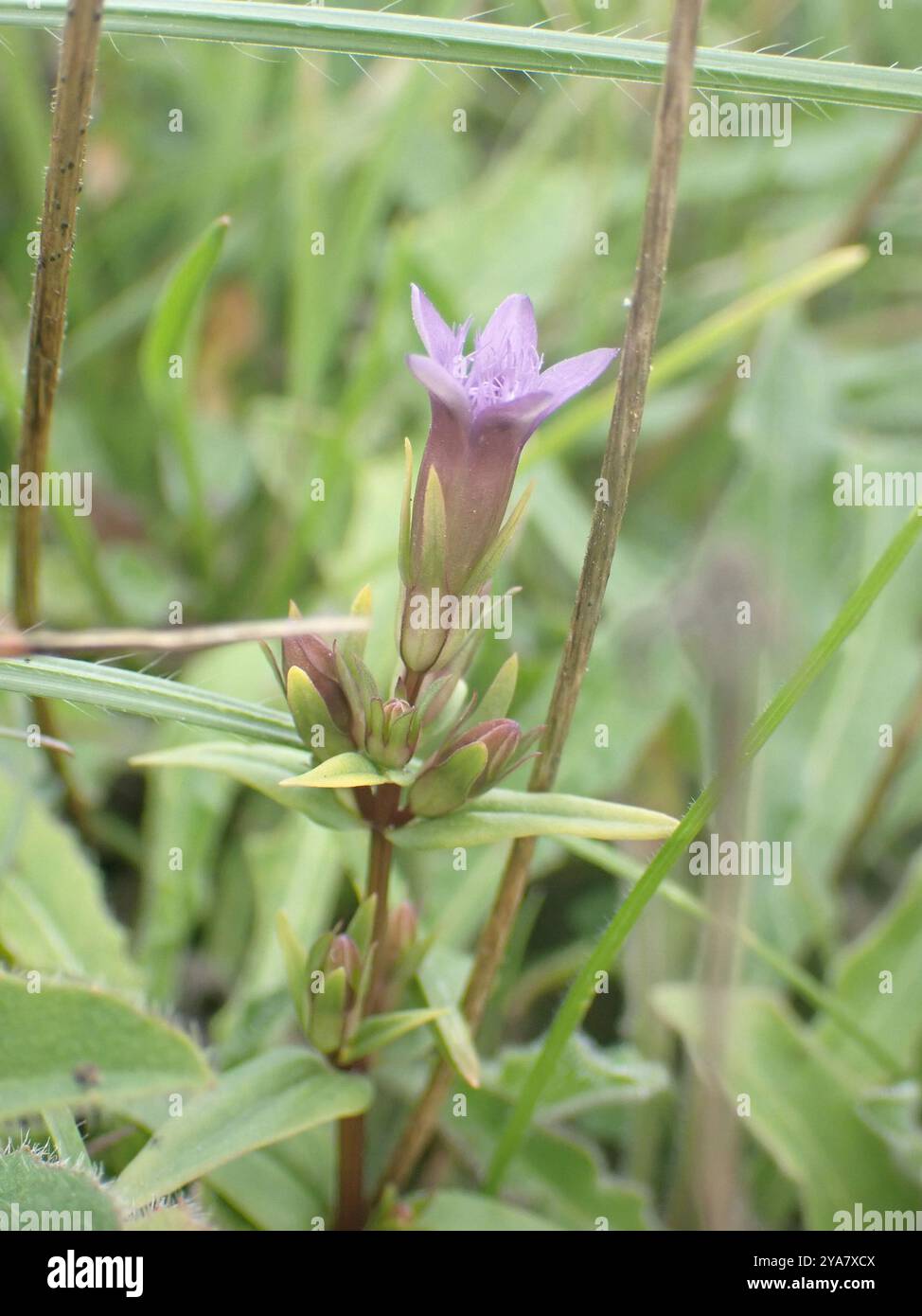 (Gentianella amarella amarella) Plantae Stock Photo - Alamy