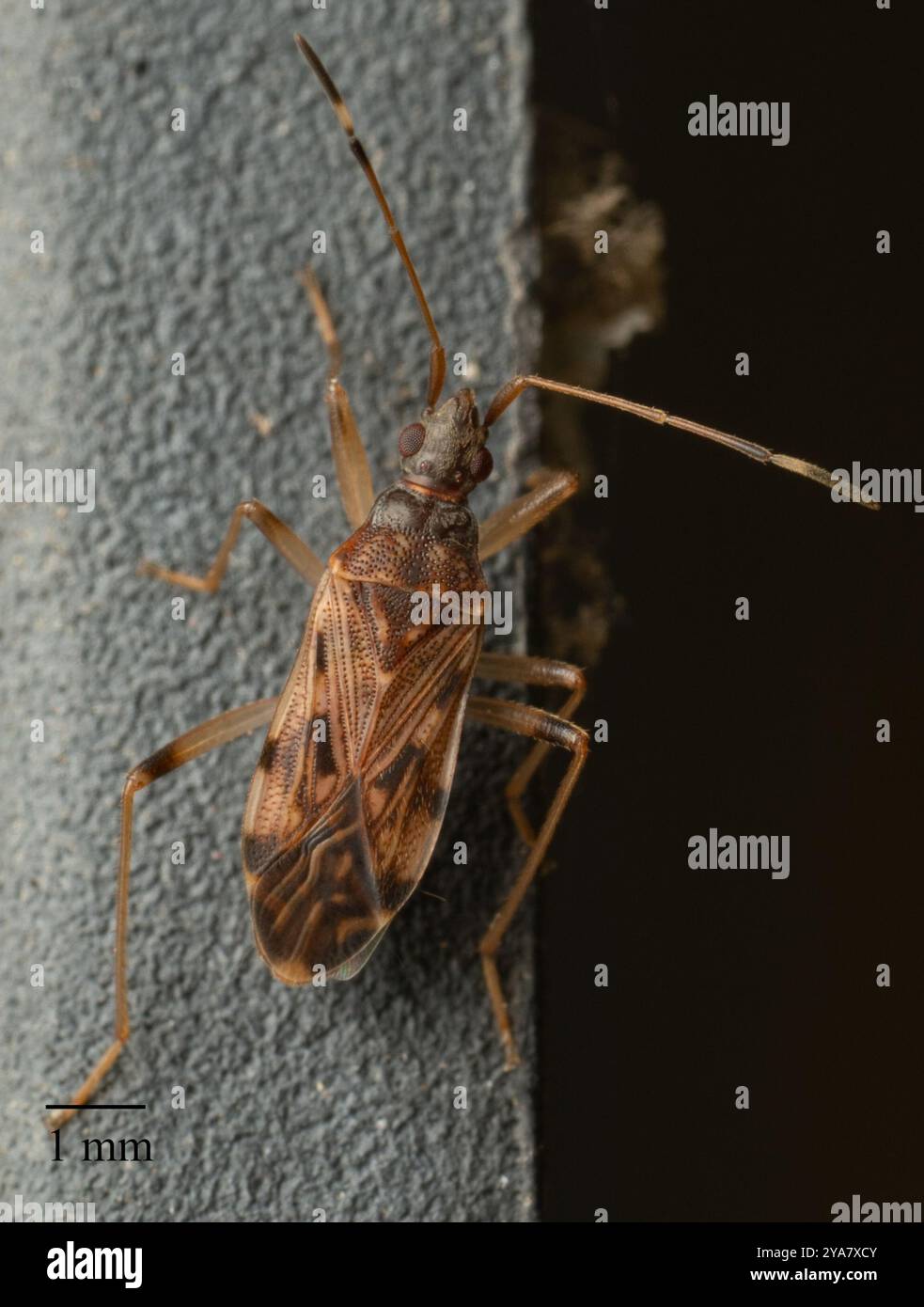 (Ozophora occidentalis) Insecta Stock Photo - Alamy