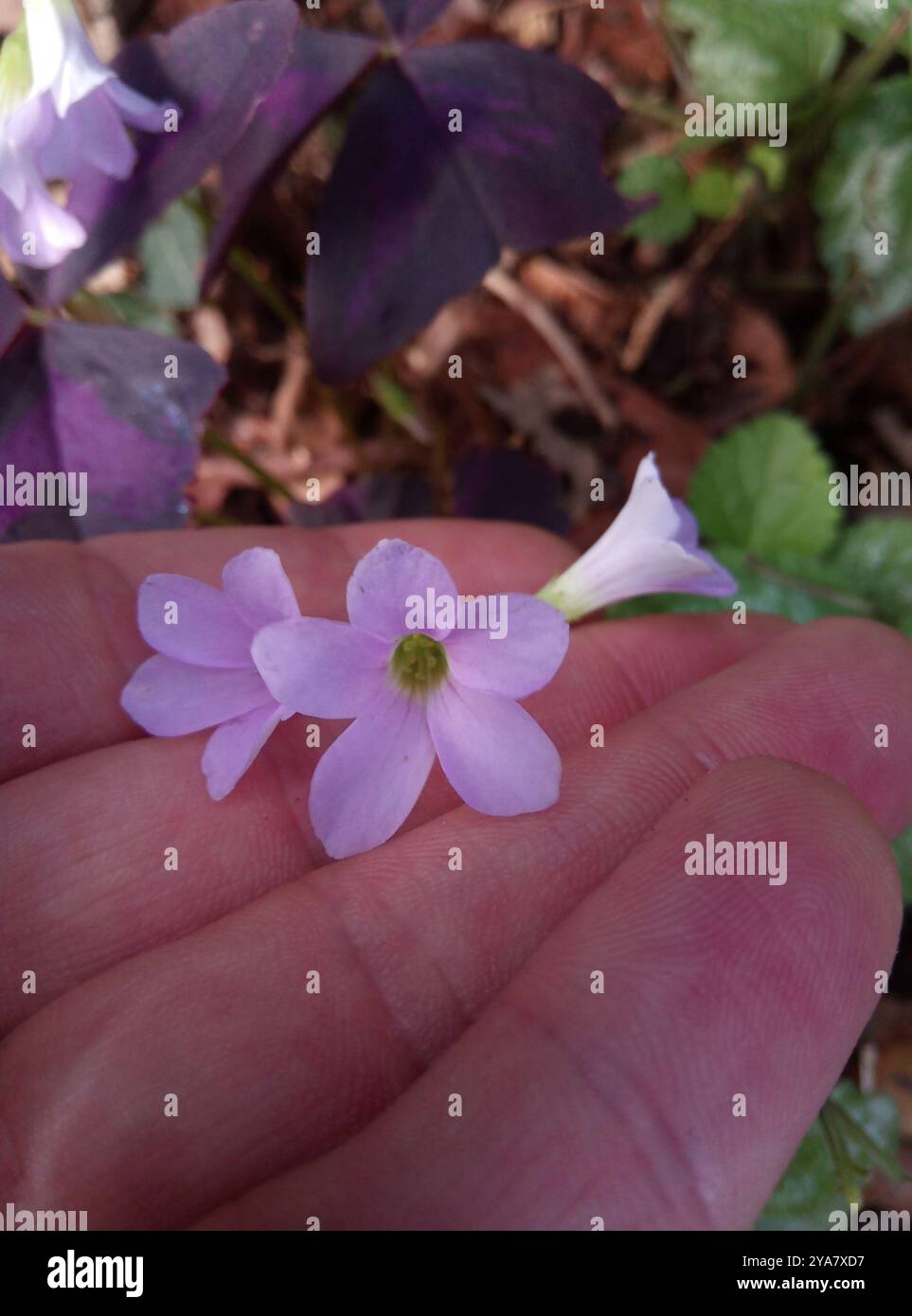 false shamrock (Oxalis triangularis) Plantae Stock Photo - Alamy