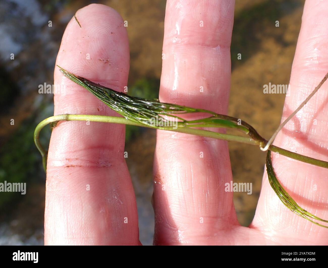 Water-crowfoots (Batrachium) Plantae Stock Photo - Alamy