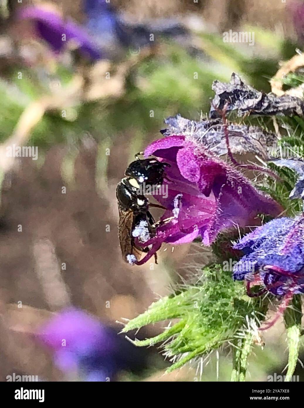 Cucumber Small Carpenter (Ceratina cucurbitina) Insecta Stock Photo - Alamy