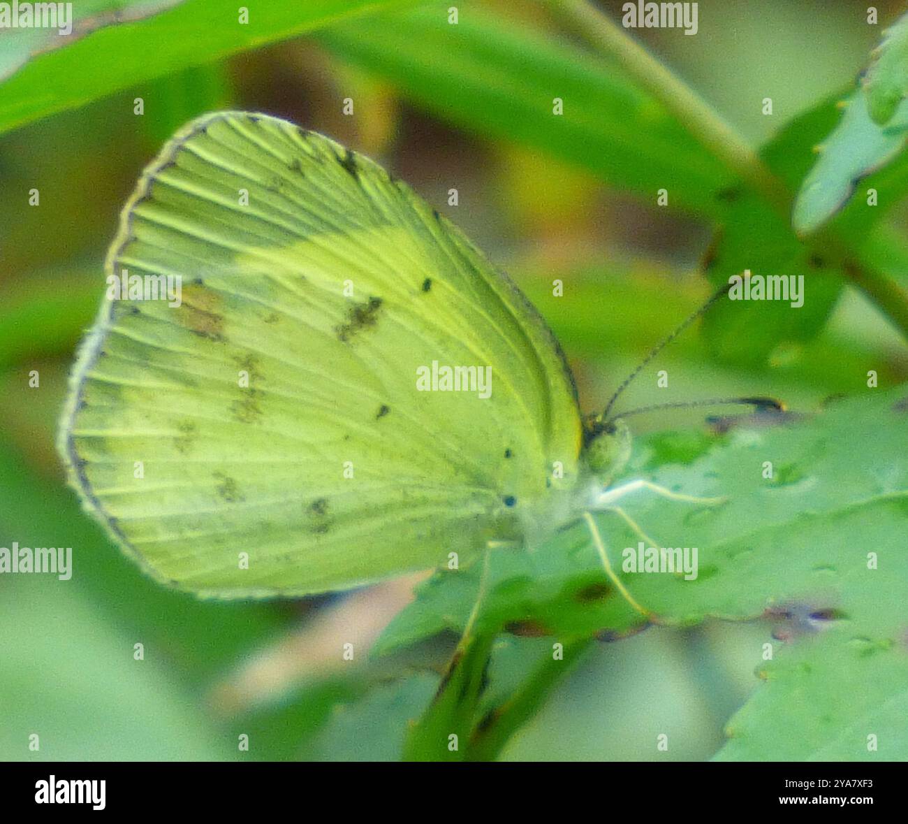 Little Yellow (Pyrisitia lisa) Insecta Stock Photo - Alamy