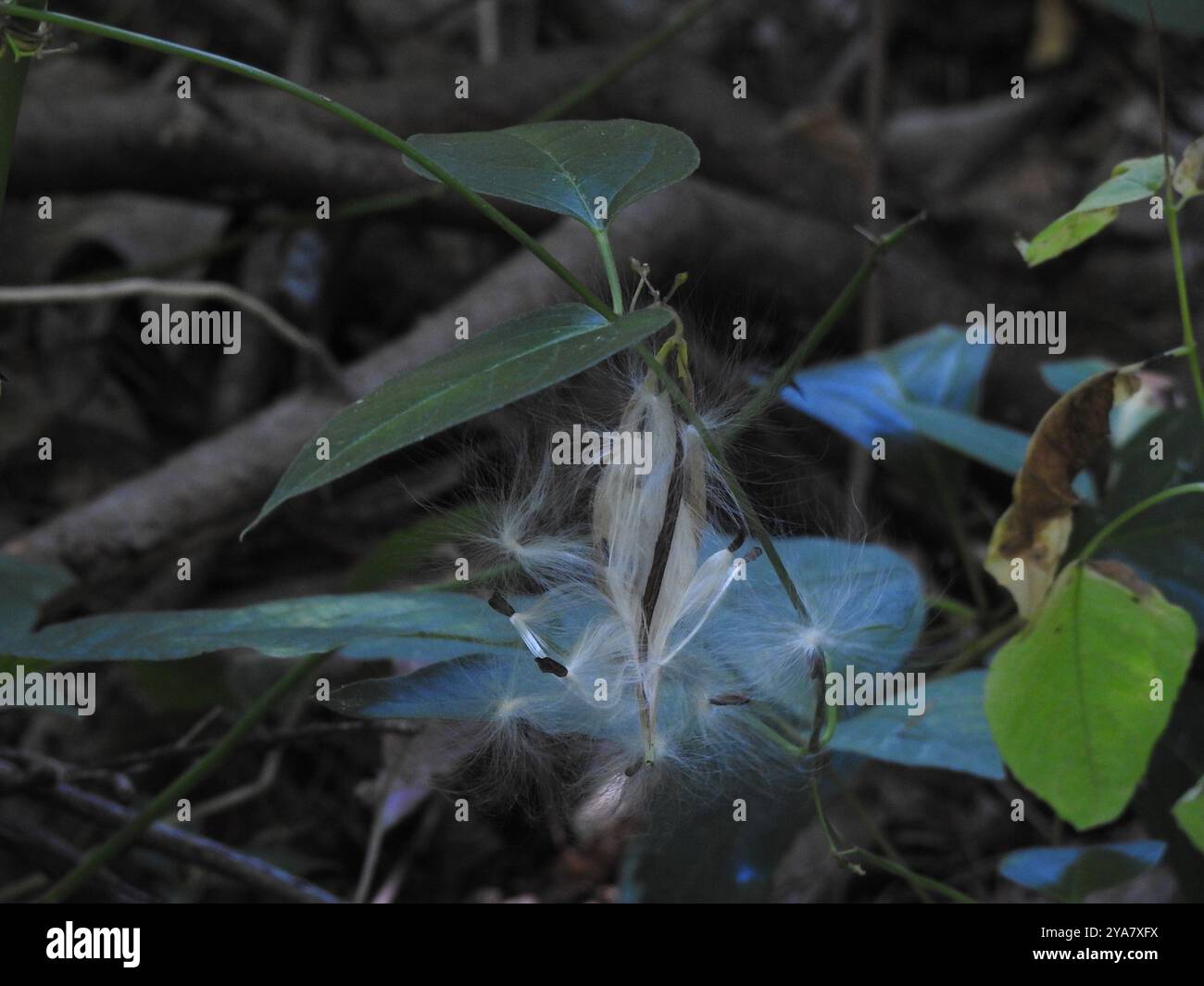 black swallow-wort (Vincetoxicum nigrum) Plantae Stock Photo - Alamy