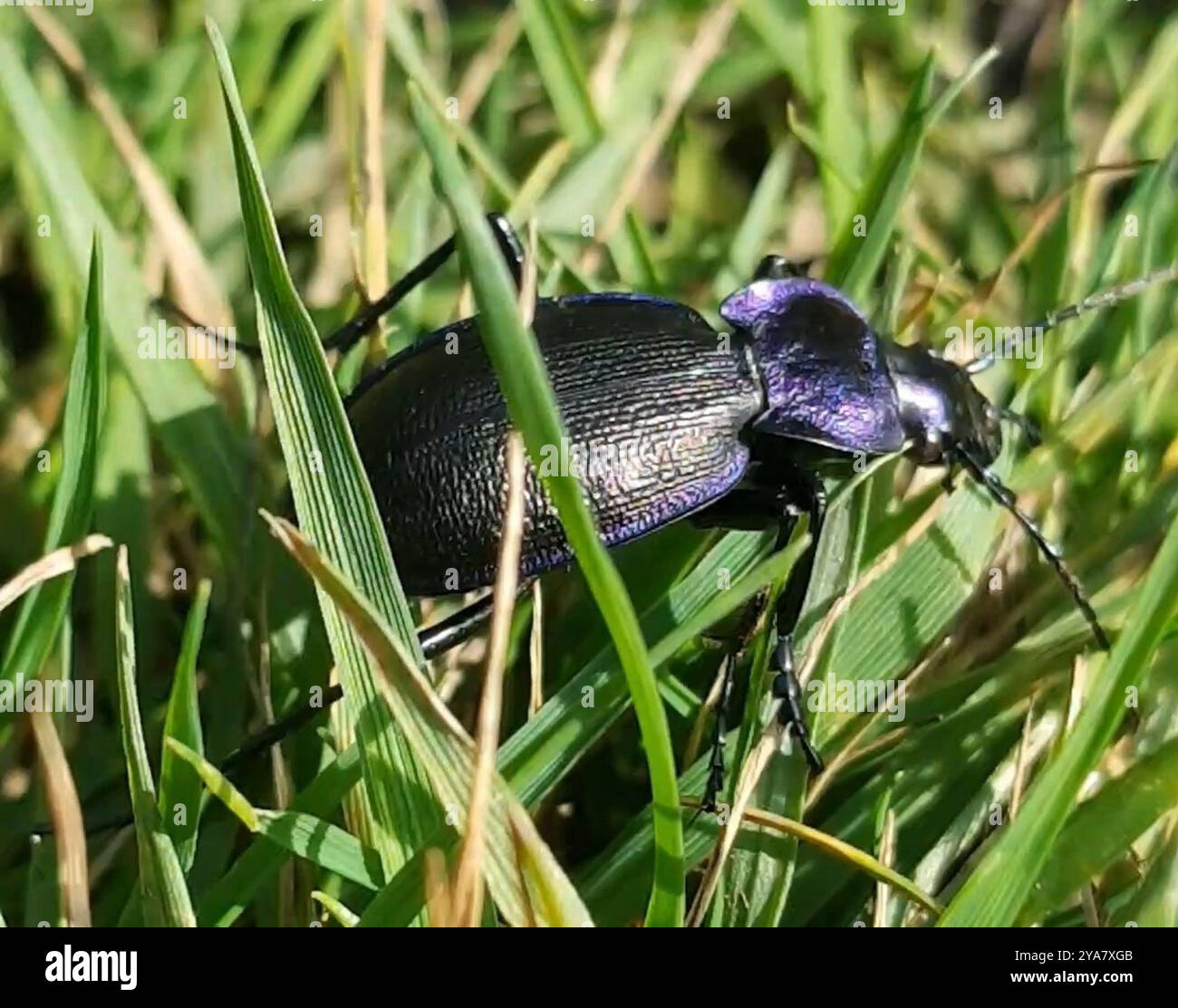 Rough Violet Ground Beetle (Carabus problematicus) Insecta Stock Photo ...