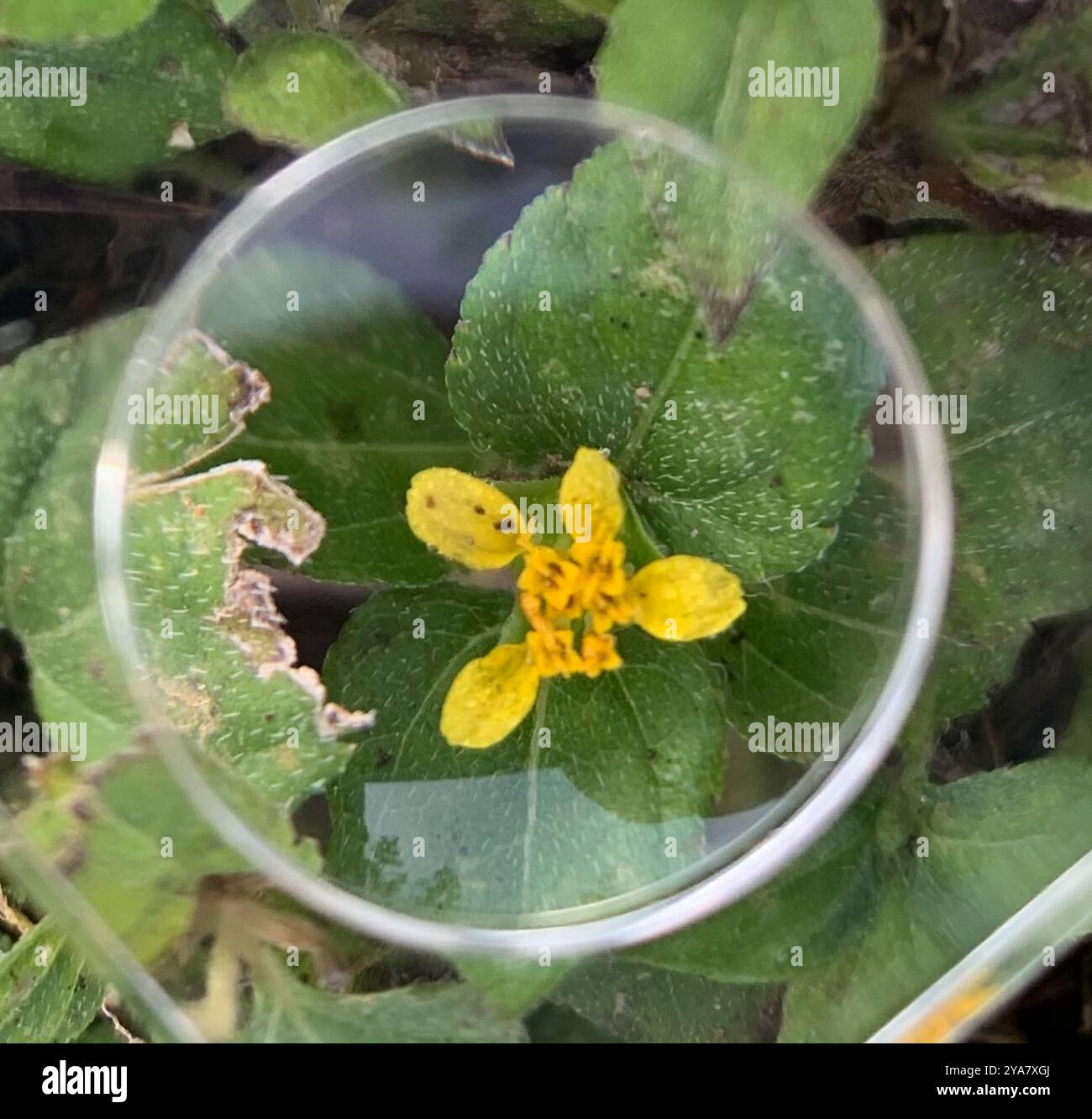 straggler daisy (Calyptocarpus vialis) Plantae Stock Photo - Alamy