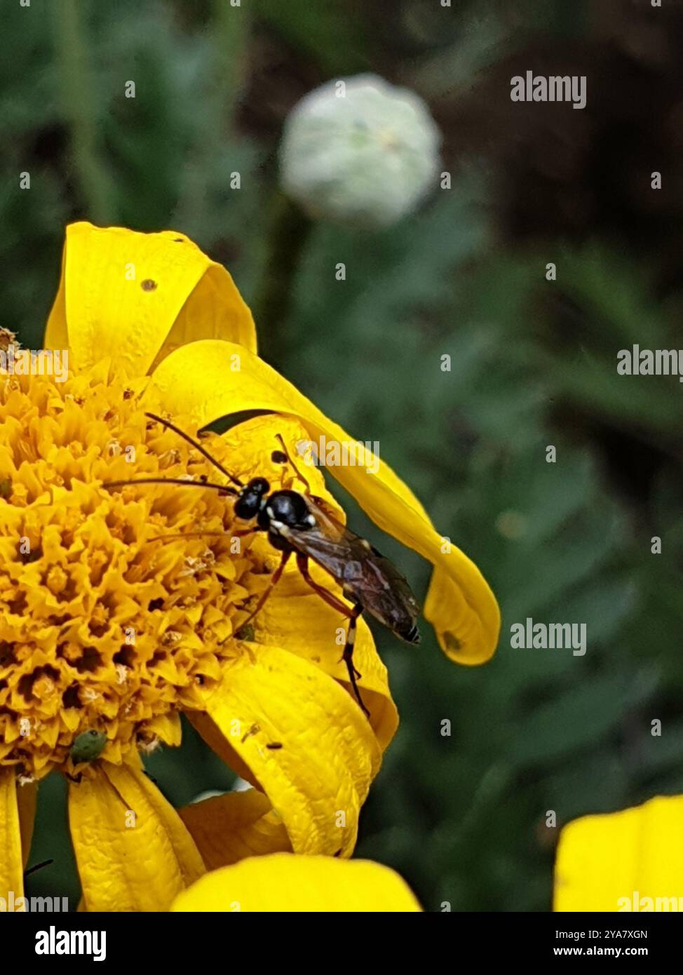 Common Hover Fly Parasitoid Wasp (Diplazon laetatorius) Insecta Stock ...