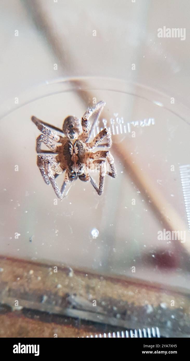 Mediterranean Spiny False Wolf Spider (Zoropsis spinimana) Arachnida ...