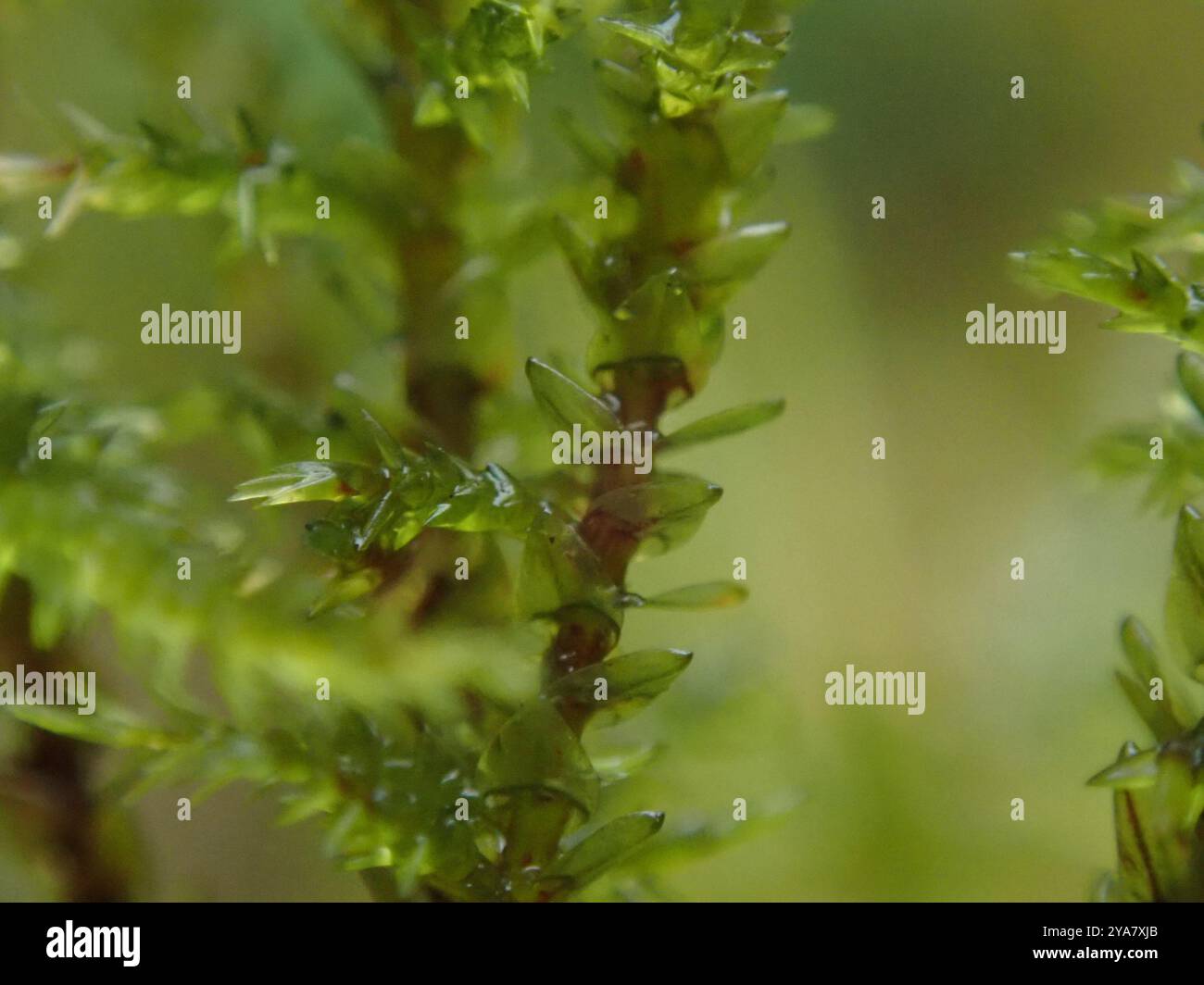 Giant Calliergon Moss (Calliergon giganteum) Plantae Stock Photo - Alamy