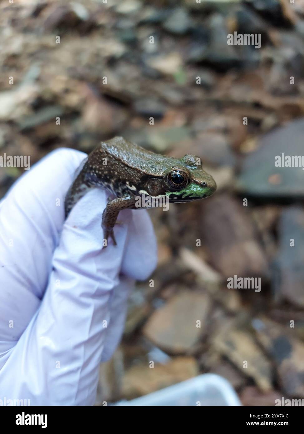 Green Frog (Lithobates clamitans) Amphibia Stock Photo - Alamy