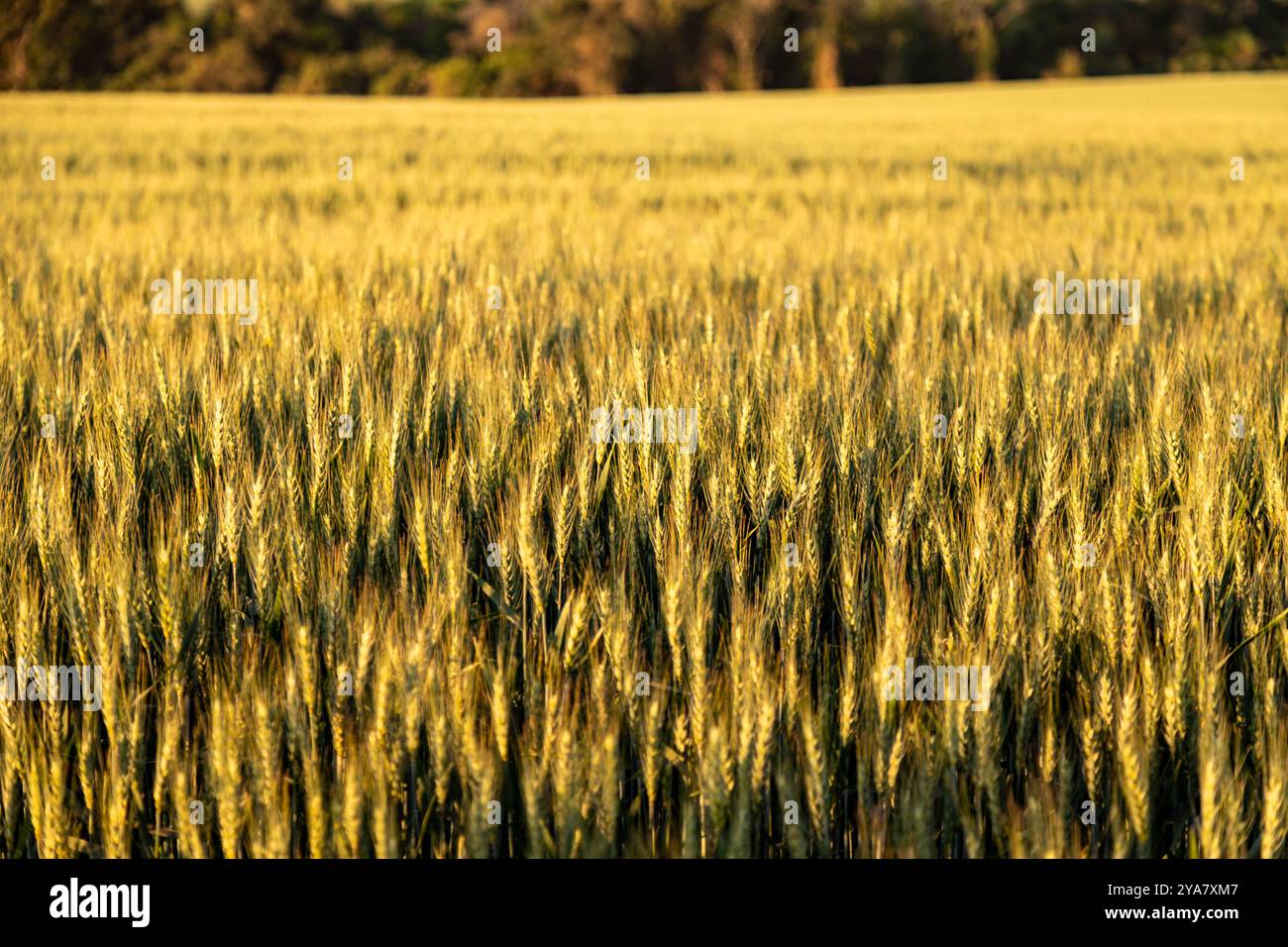 Wheat plantation in a large, sunny field with beautiful natural scenery ...