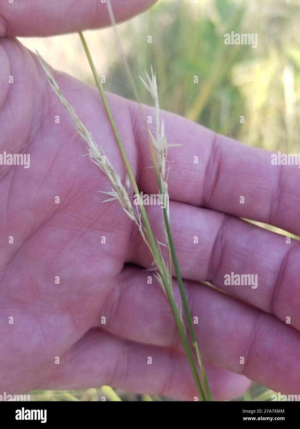 Sand Reedgrass (Sporobolus rigidus) Plantae Stock Photo - Alamy