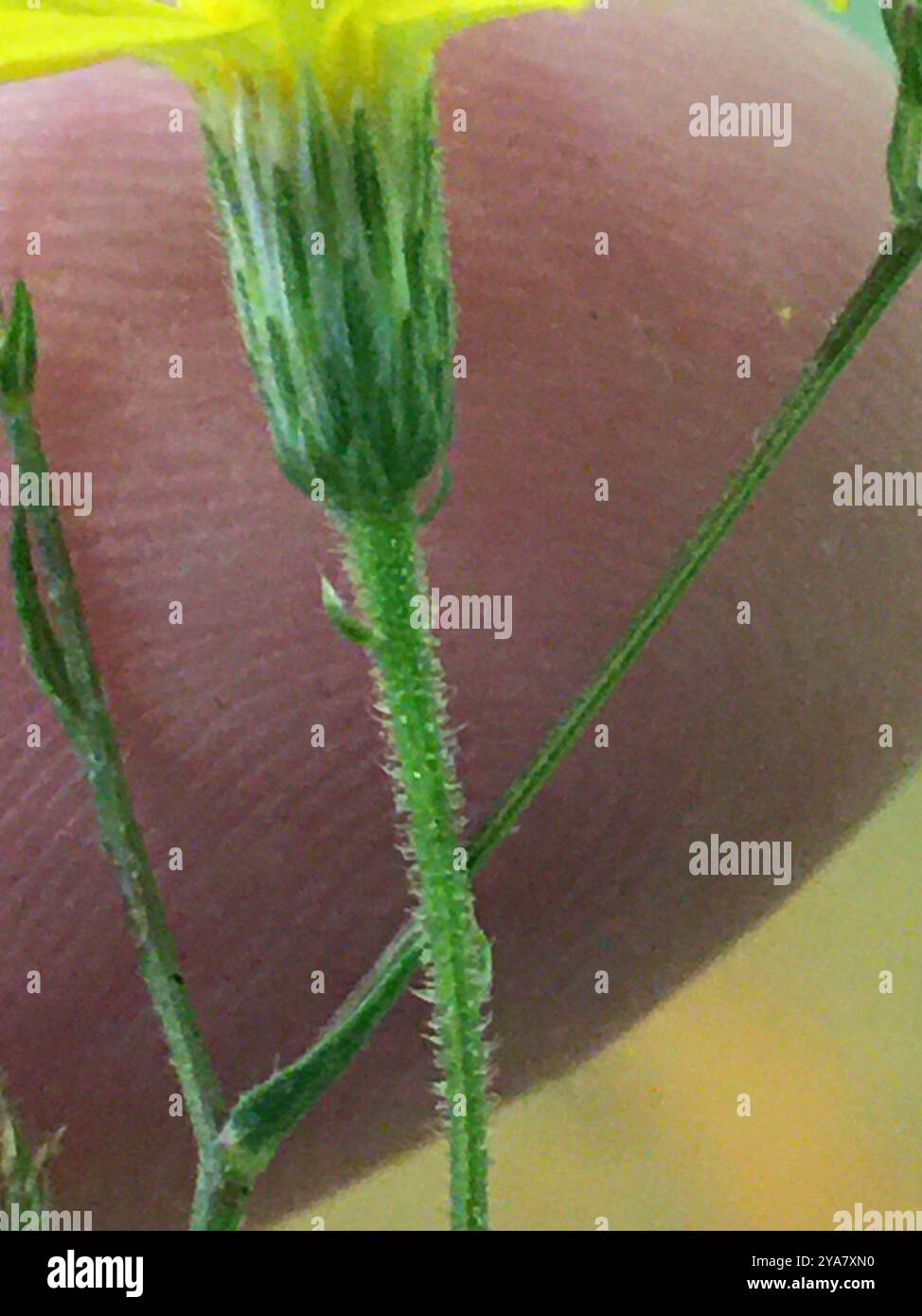 Slender Scratch Daisy (Croptilon divaricatum) Plantae Stock Photo - Alamy