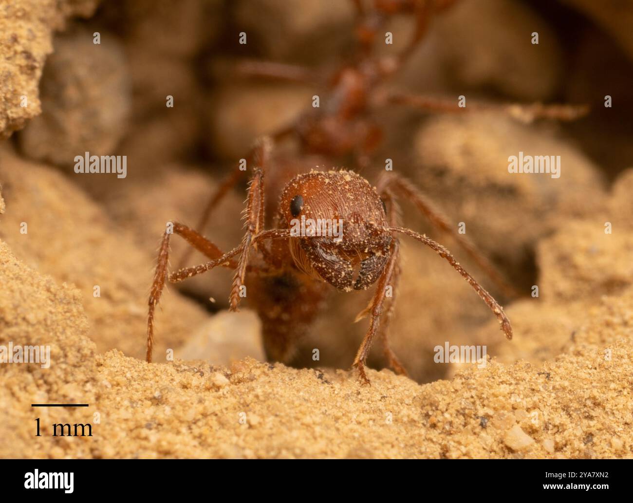 Typical American Harvester Ants (Pogonomyrmex) Insecta Stock Photo - Alamy